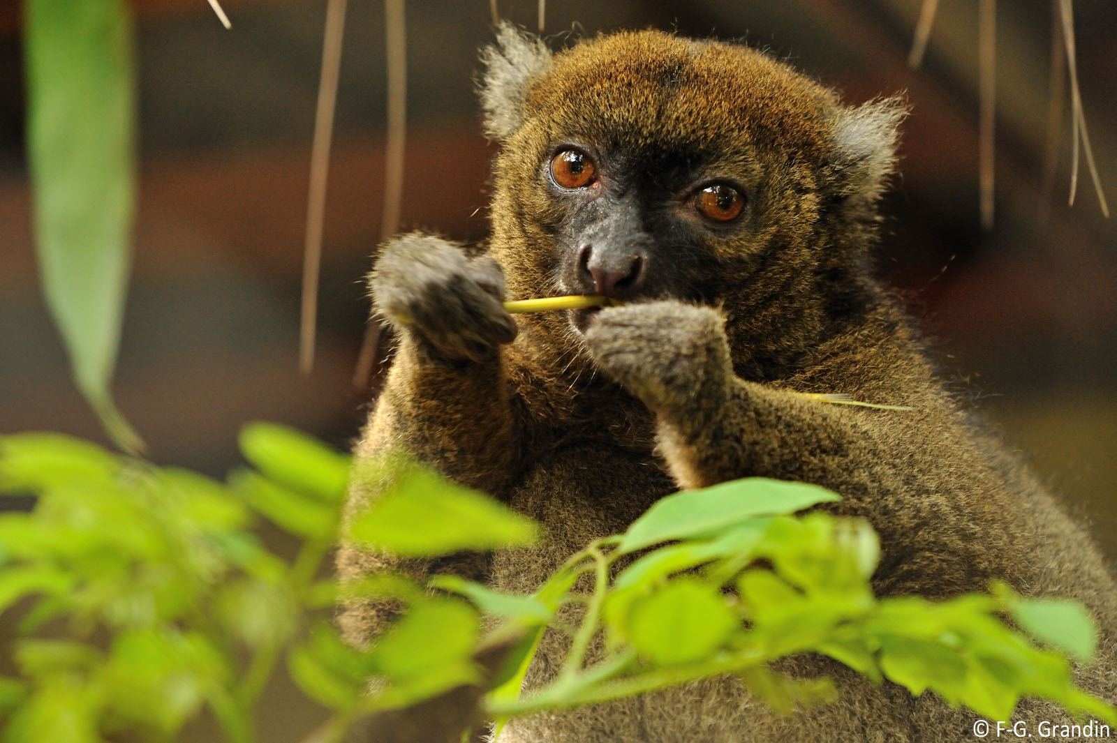 Population in Europe - Helpsimus