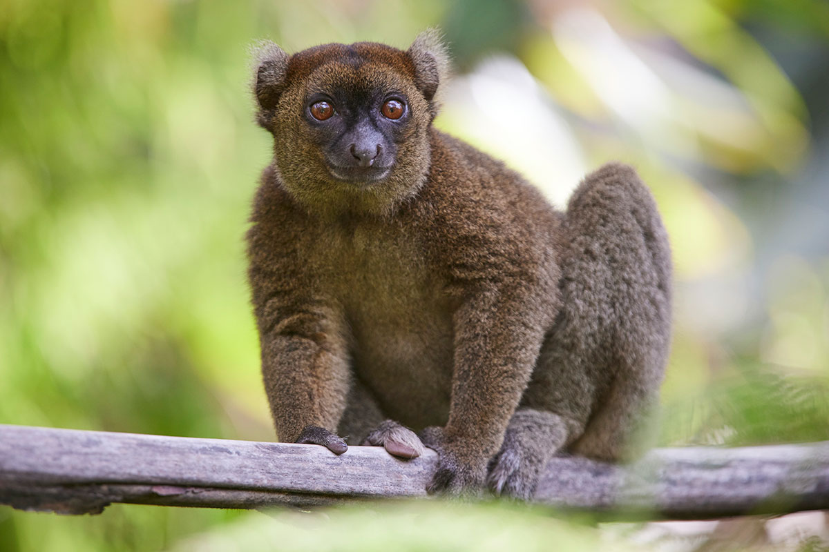 The Greater Bamboo Lemur - Helpsimus