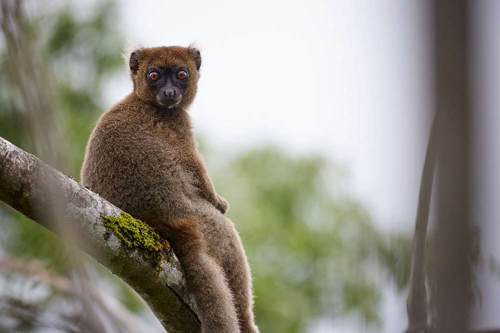 The Greater Bamboo Lemur - Helpsimus