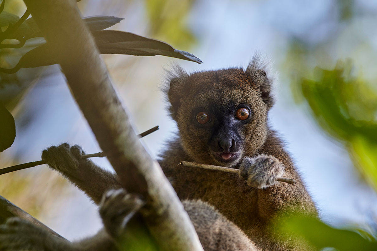 The Greater Bamboo Lemur - Helpsimus
